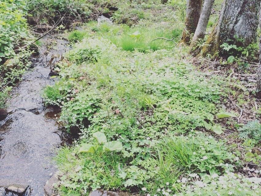 ブログ | お知らせ｜NATURAL ANCHORS ナチュラルアンカーズ