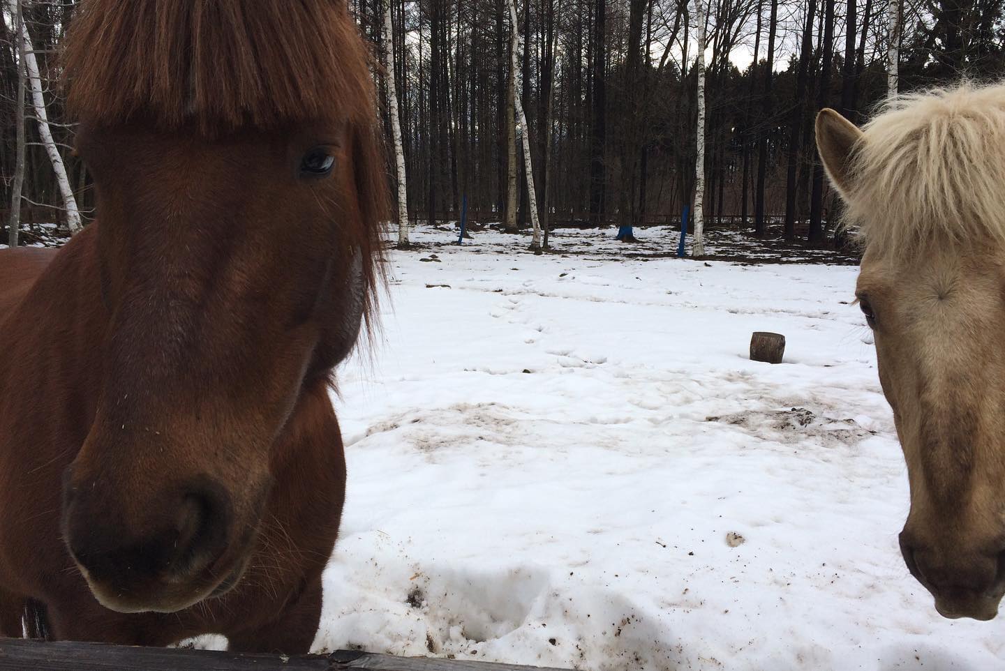 ブログ | お知らせ｜NATURAL ANCHORS ナチュラルアンカーズ